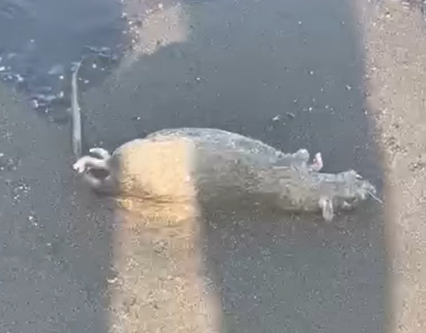 Topi morti sull'arenile: il degrado sul lungomare stabiese - Metropolisweb