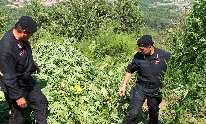 Monti Lattari, i carabinieri sequestrano piantine di marijuana viola ...