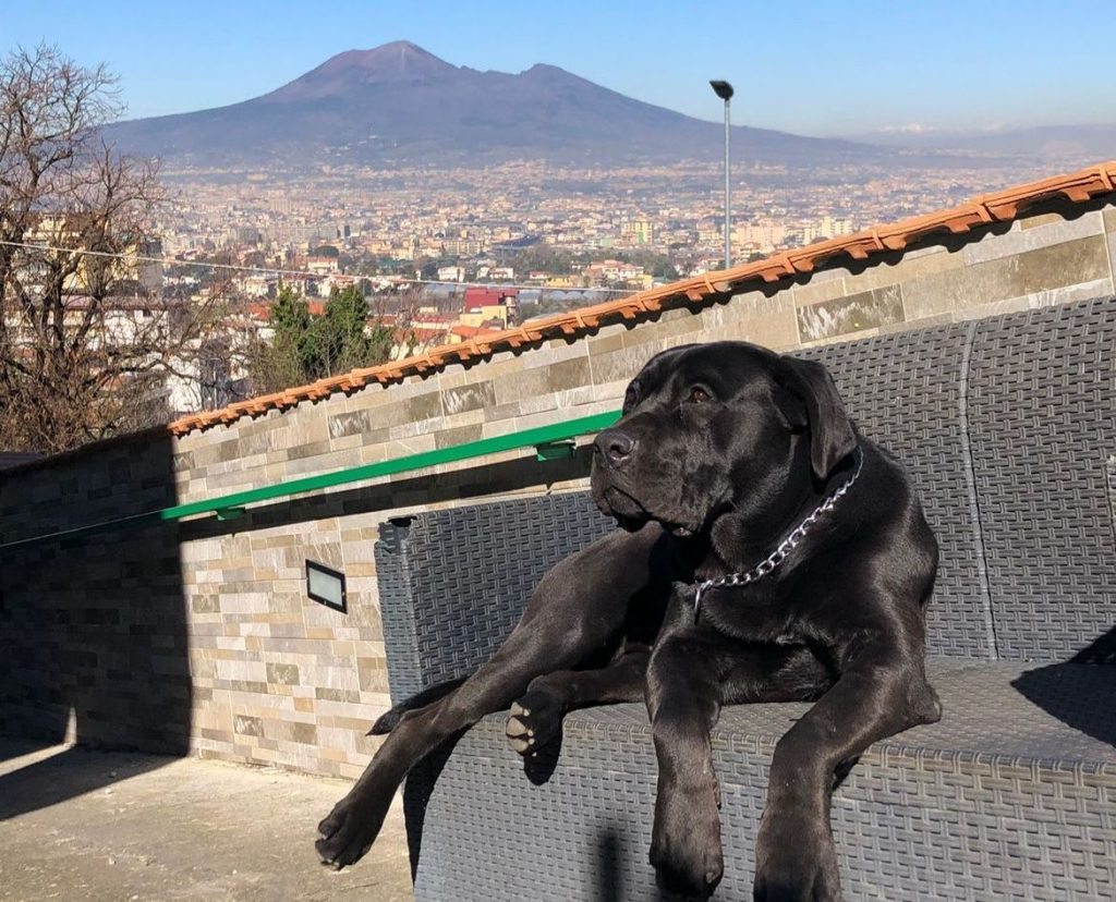 Per il 98% dei napoletani gli animali domestici sono membri di famiglia ...